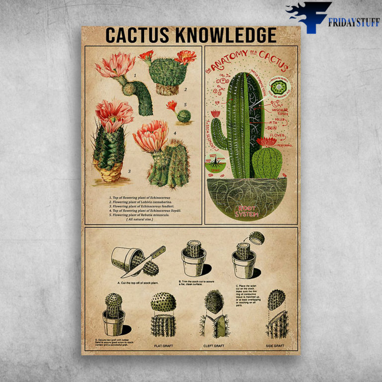 Cactus Knowledge The Anatomy Of A Cactus Canvas, Poster - FridayStuff