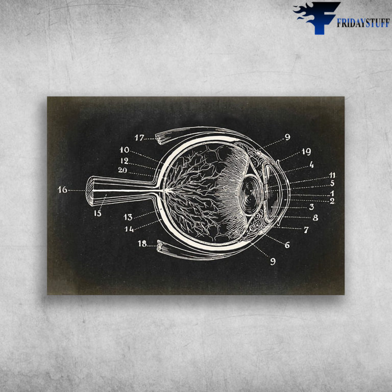 Optometry Optometrist Community Human Eye Anatomy Canvas, Poster ...