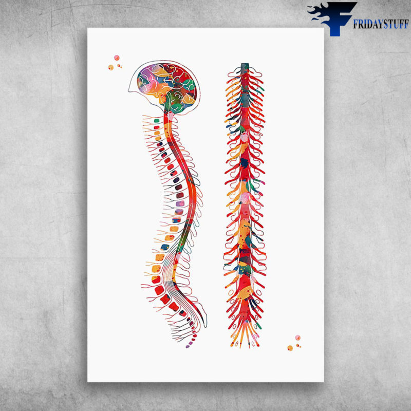Chiropractic Memes Spine Cord Human Spine Anatomy Canvas, Poster ...