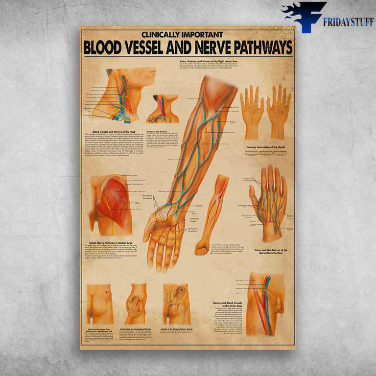 Clinically Important Blood Vessel And Nerve Pathways Nerves Of The ...