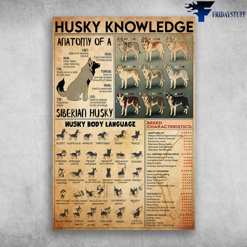 Husky Knowledge Anatomy Of A Siberian Husky Breed Characteristics ...