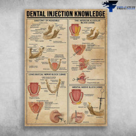 Dental Injection Knowledge - Anatomy Of Mandible, The Inferior Alveolar ...