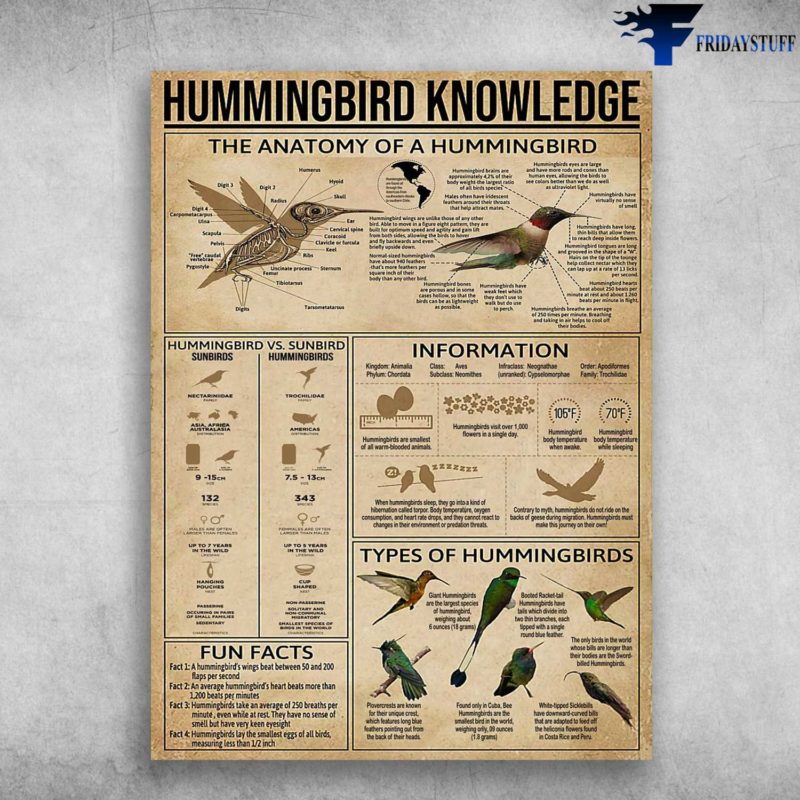Hummingbird Knowledge, Hummingbird Poster, The Anatomy Of A Hummingbird ...
